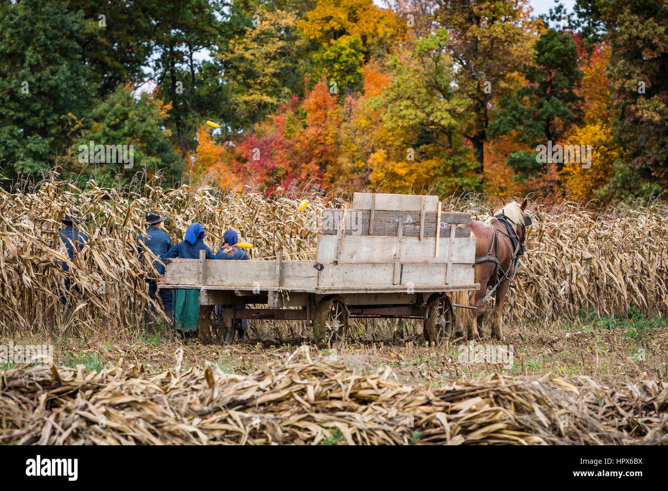 The Amish harvesting corn on a field near Mt. Eaton, Ohio, USA Stock ...