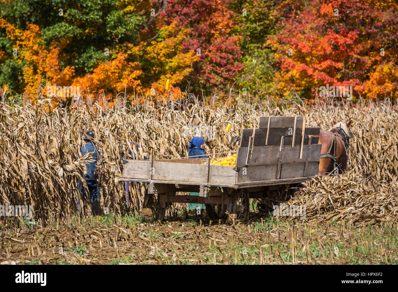 The Amish harvesting corn on a field near Mt. Eaton, Ohio, USA Stock ...