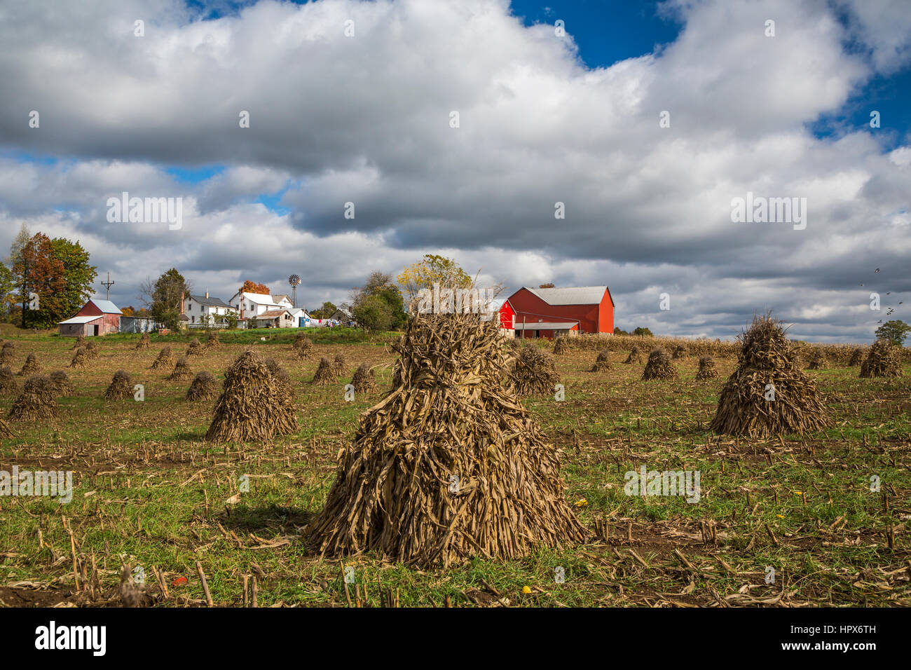 An Amish farm and corn shocks in the field near Mt. Eaton, Ohio, USA ...