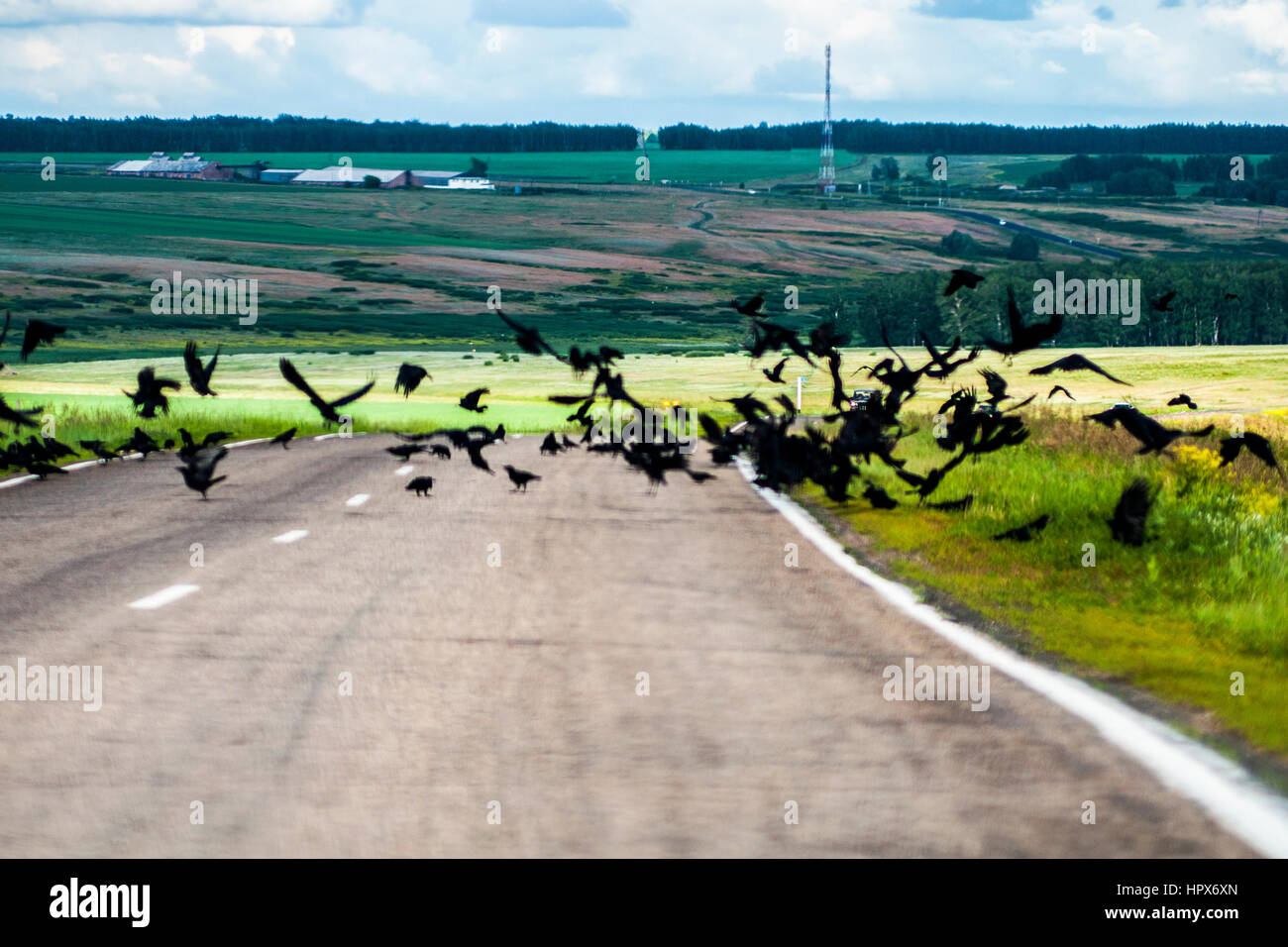 a flock of crows on the road Stock Photo - Alamy