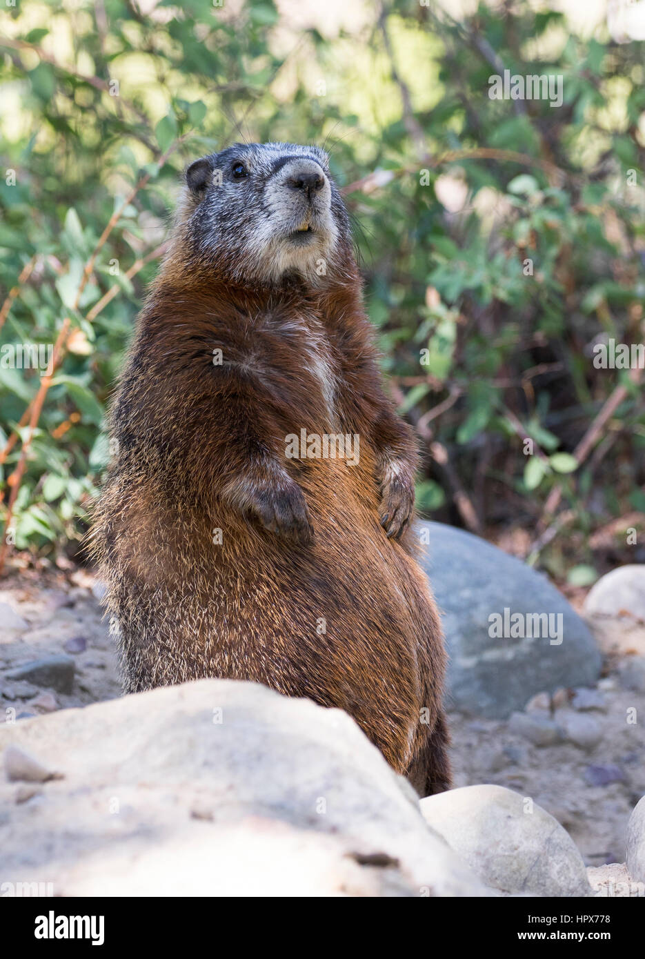 Yellow-bellied marmot standing on back legs on rocks Stock Photo - Alamy