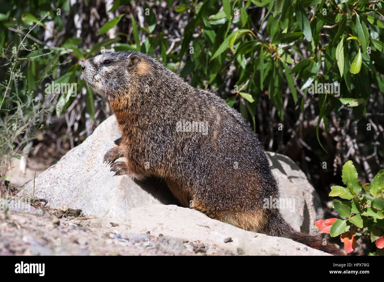Yellow-bellied marmot iat burrow with narrow leaf cottonwood tree Stock ...