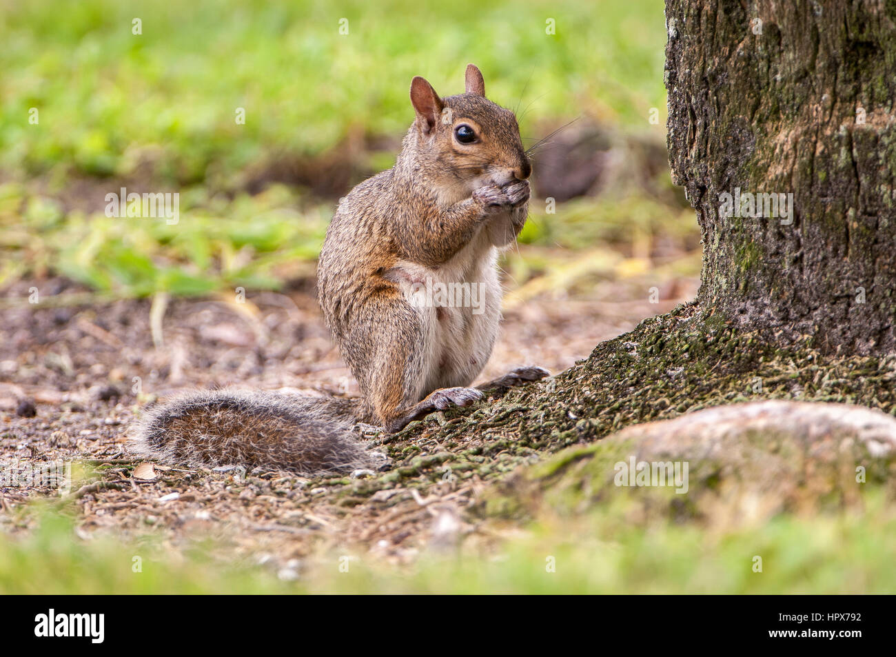 Eastern gray squirrel at base of oak tree eating acrons Stock Photo - Alamy