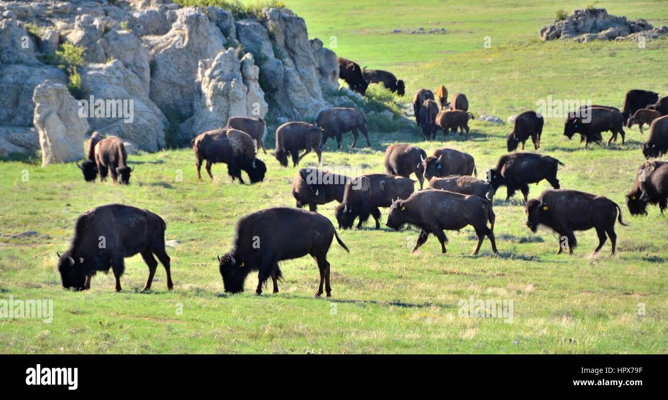 Buffalo hide hi-res stock photography and images - Alamy