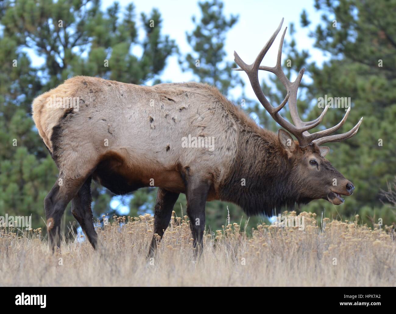 Elk meat hi-res stock photography and images - Alamy