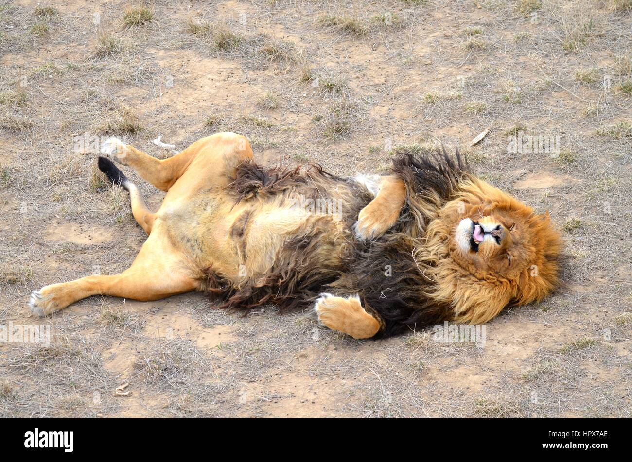 Lion africa alive hi-res stock photography and images - Alamy