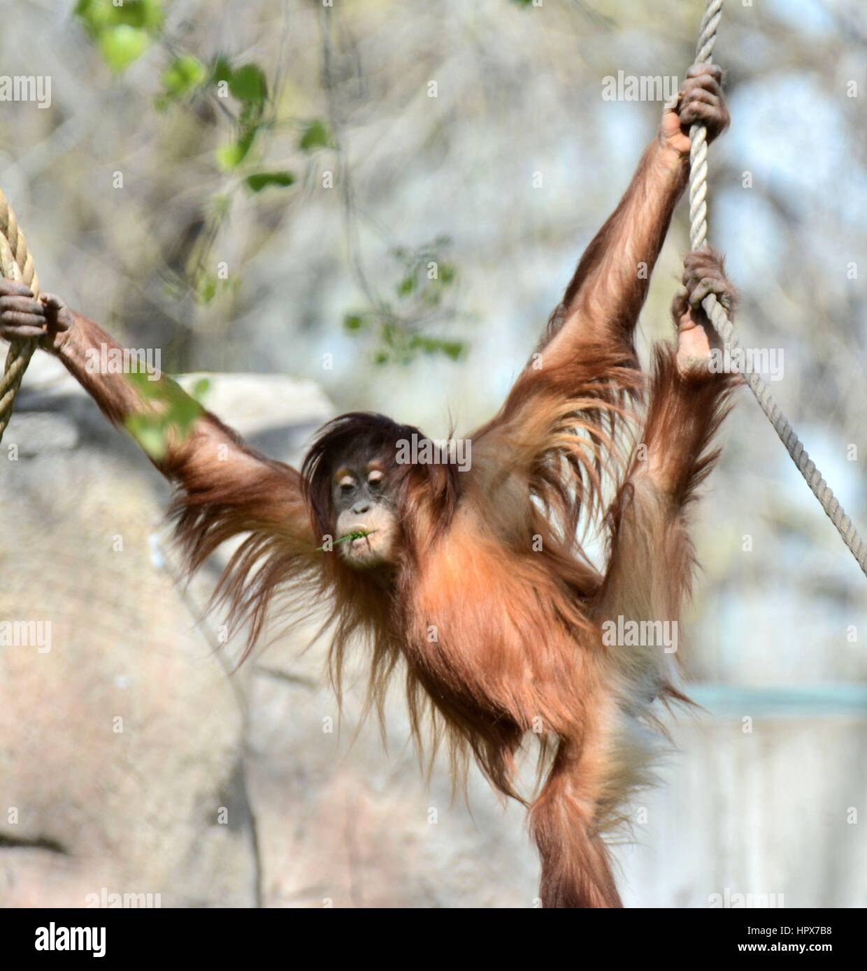 Orangutan feet hi-res stock photography and images - Alamy