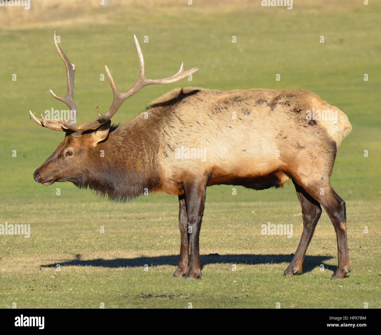 Elk Hide High Resolution Stock Photography and Images - Alamy