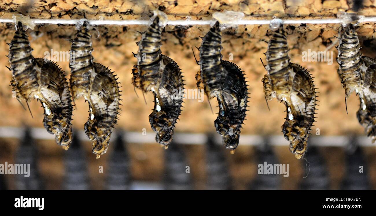 Pupa shell hi-res stock photography and images - Alamy