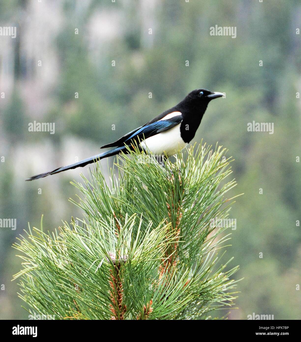 American Magpie Bird Stock Photo - Alamy