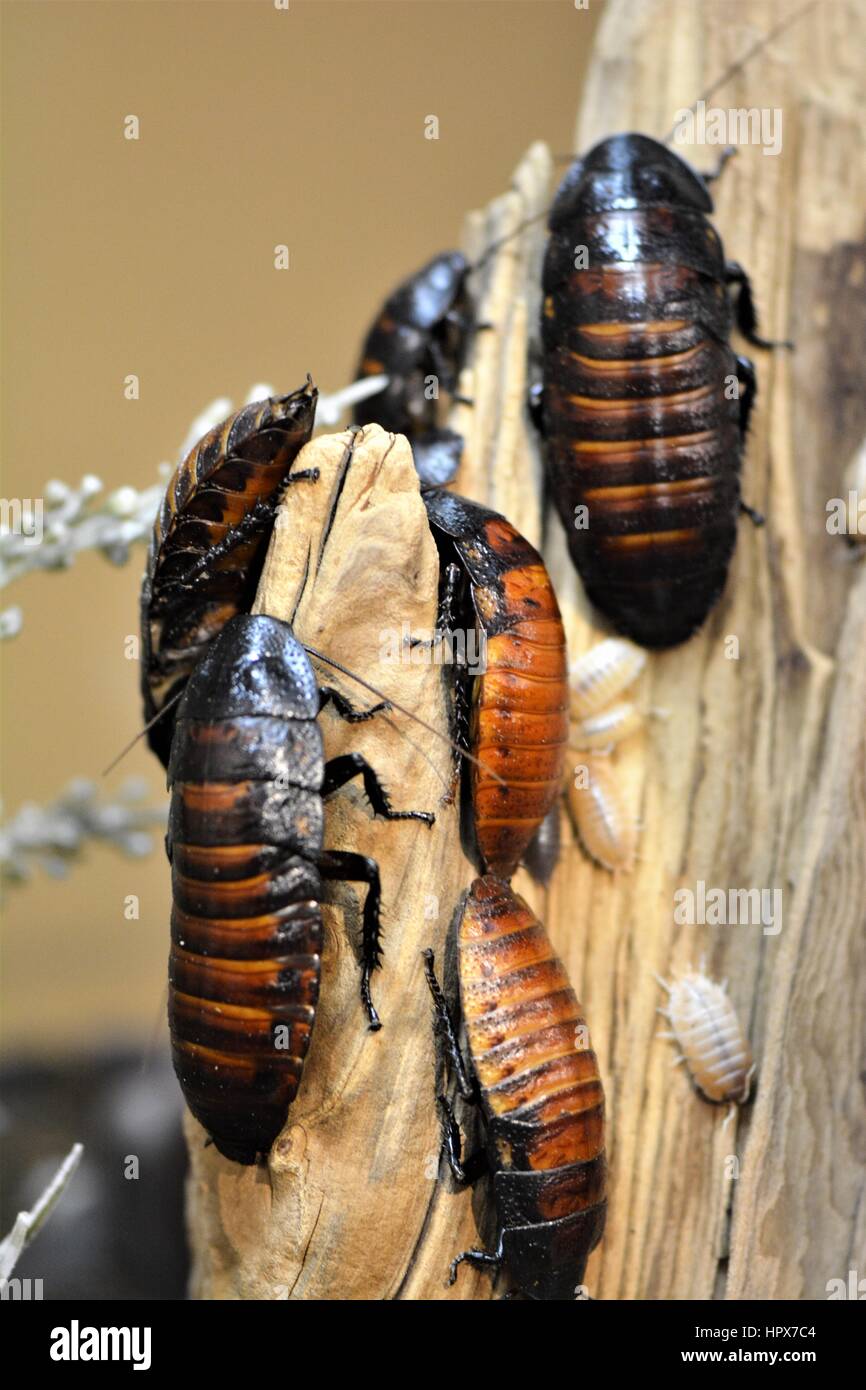 Wingless madagascar hissing cockroach hi-res stock photography and ...