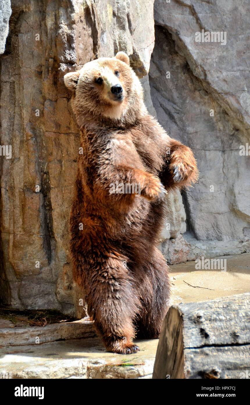Bears Shaking Off Water High Resolution Stock Photography and Images ...