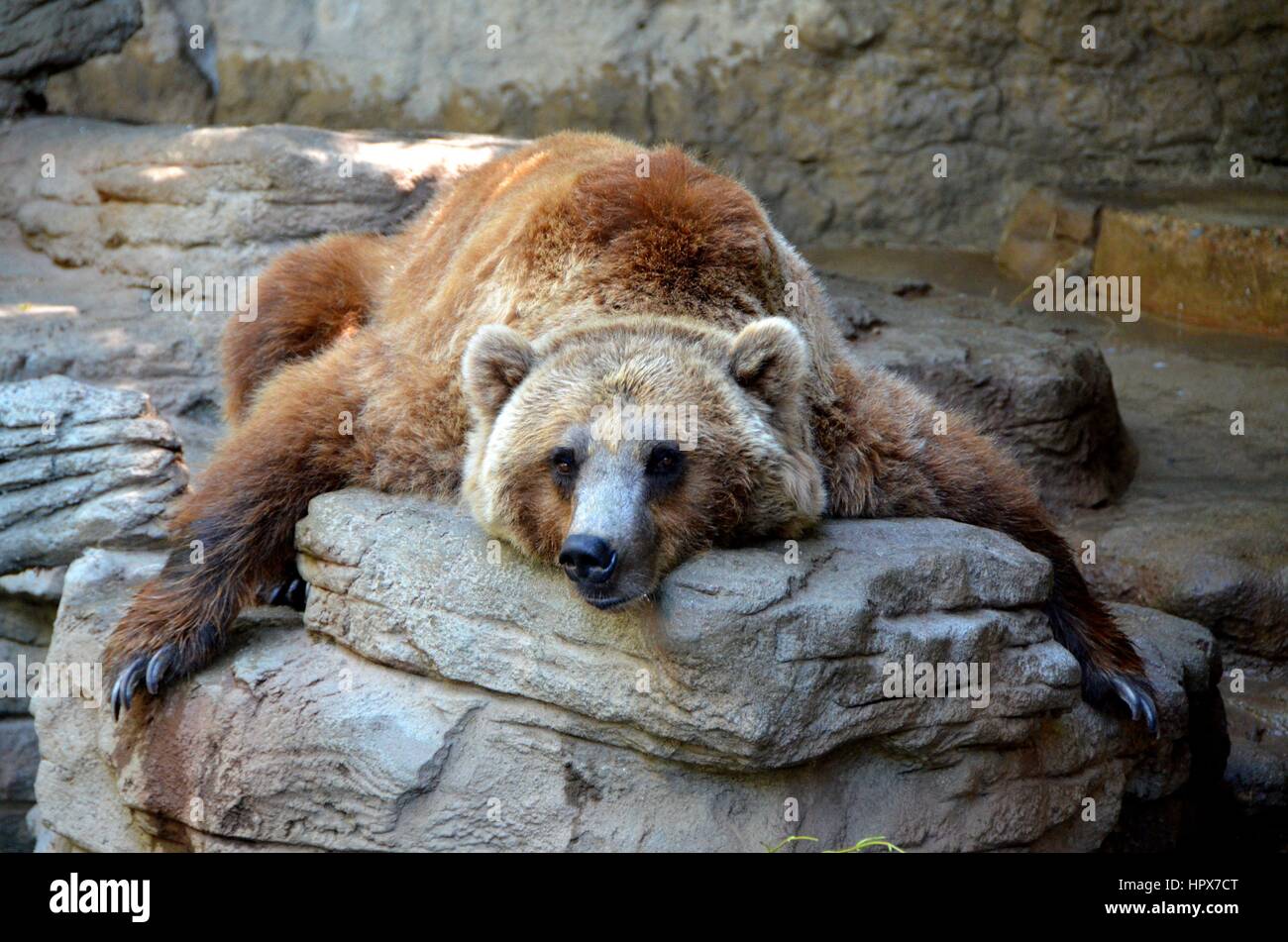 Grizzly Bear Relaxing Stock Photo - Alamy