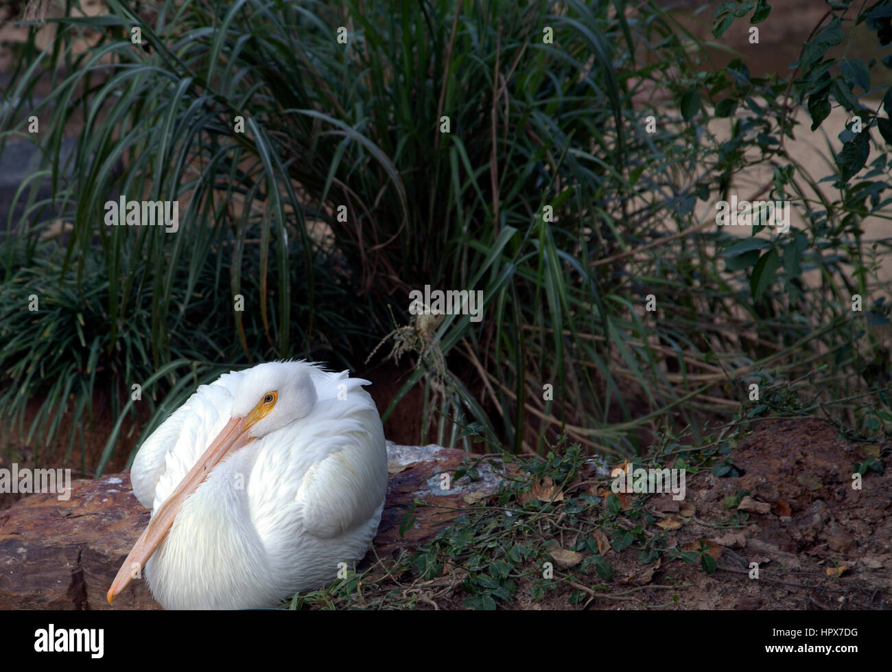 A single great white pelican settled into a nesting position Stock ...