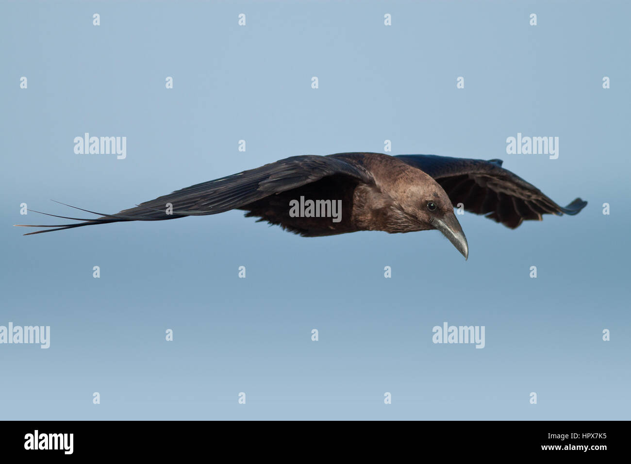 Crow in flight hi-res stock photography and images - Alamy