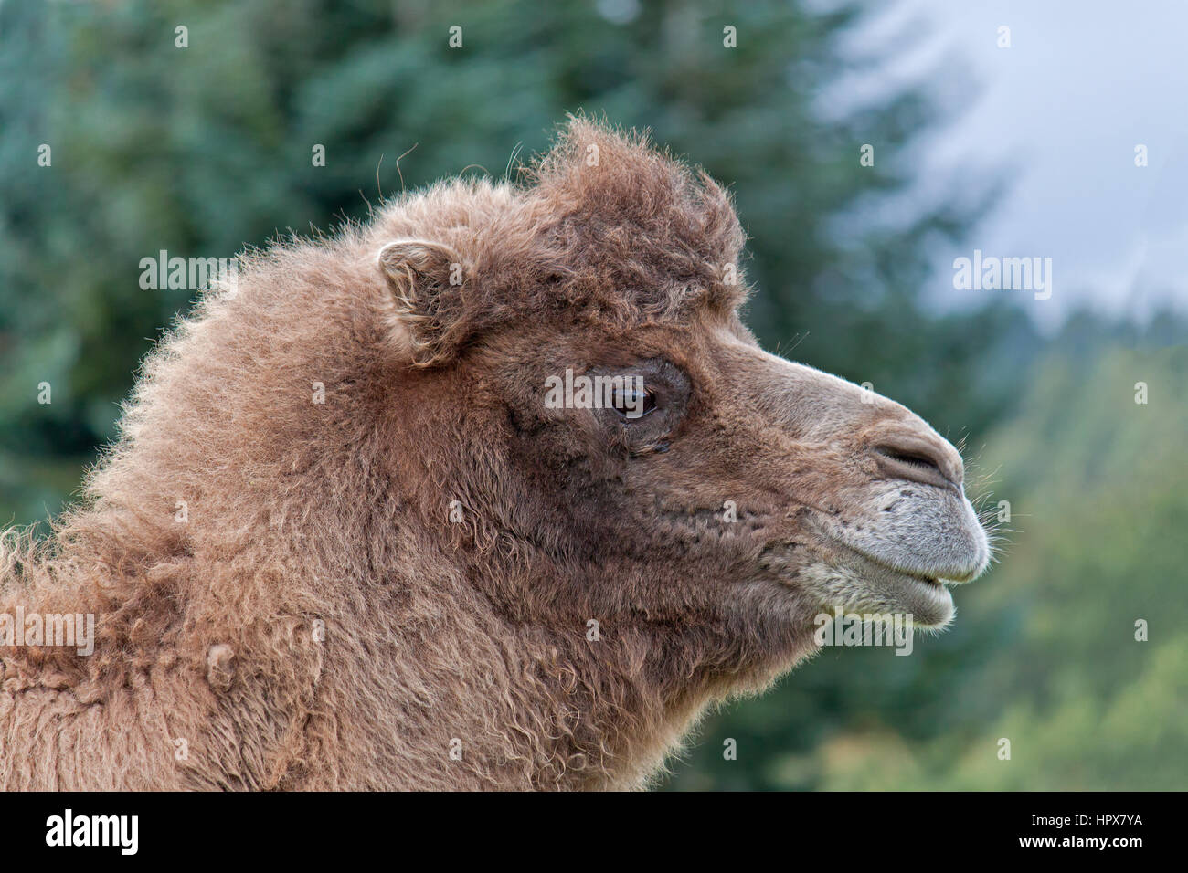 Camel hair hi-res stock photography and images - Alamy
