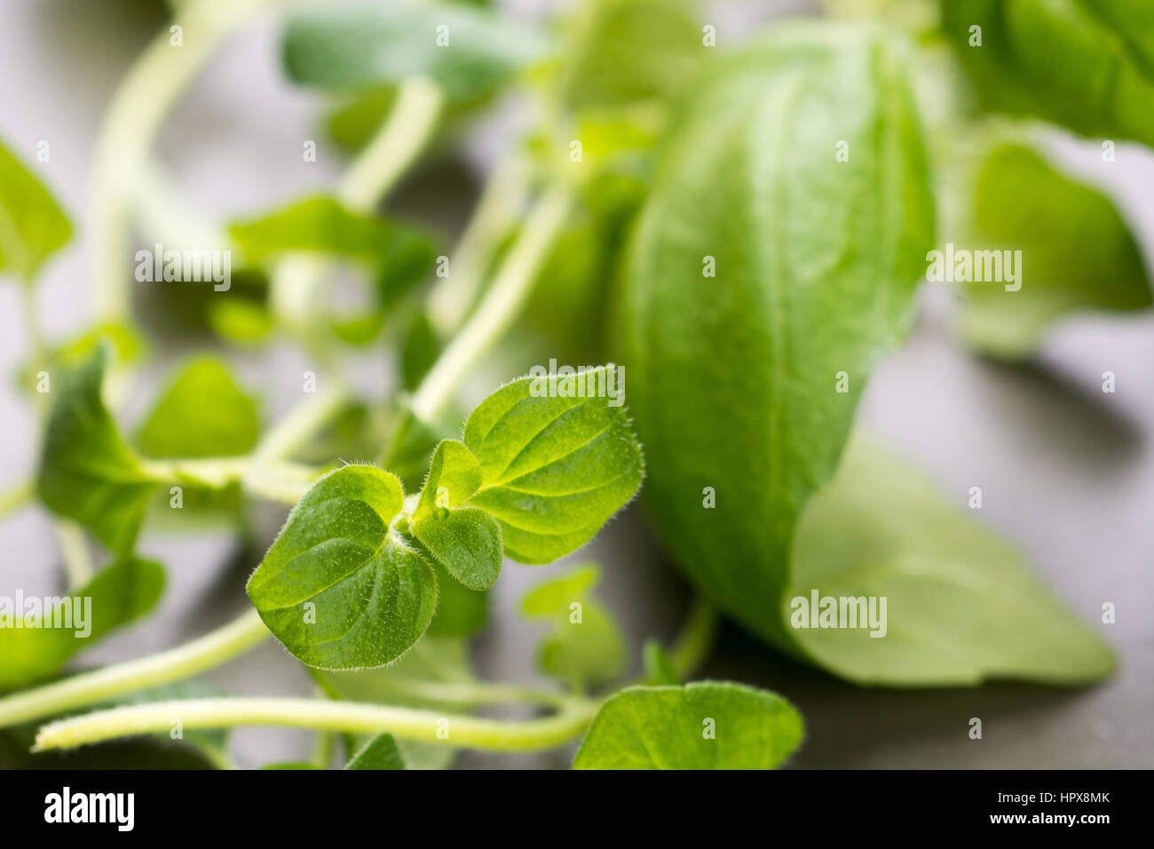 Oregano herb hi-res stock photography and images - Alamy