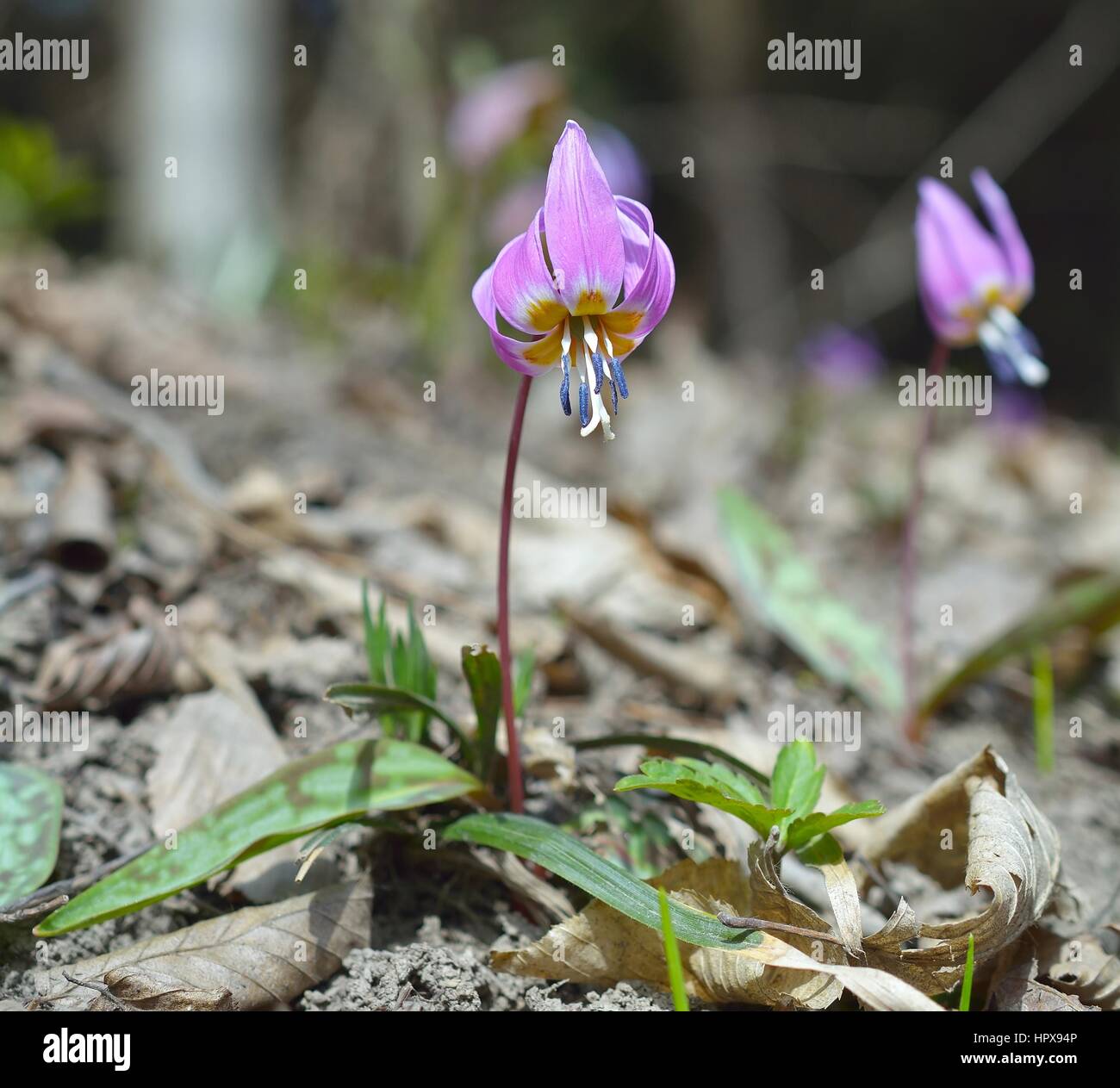 Dog tooth violet hi-res stock photography and images - Alamy