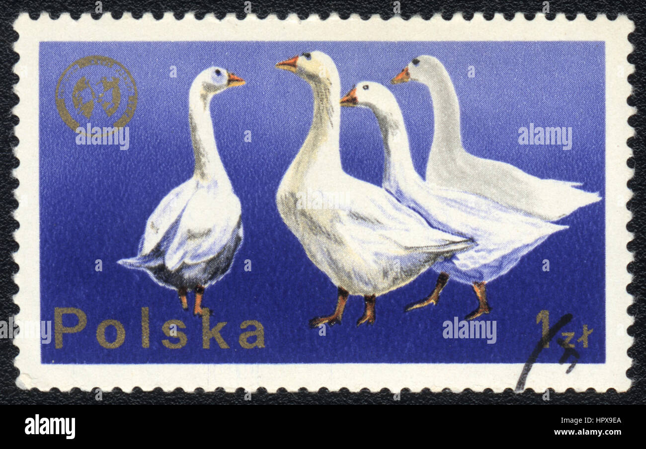 A postage stamp printed in Poland shows white geese, from series ...