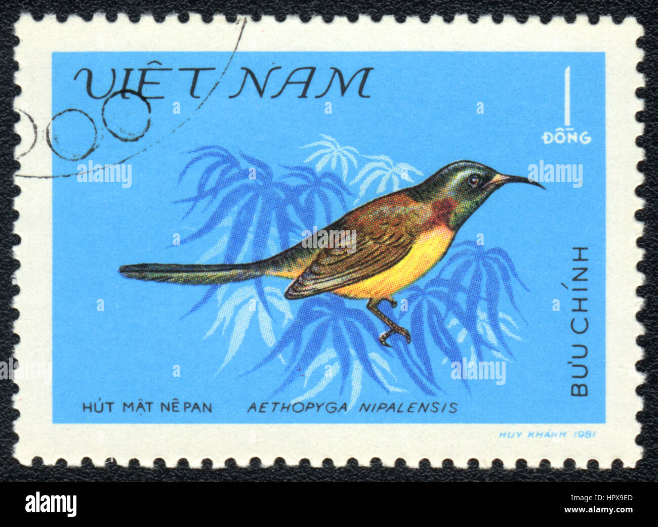 Green tailed sunbird hi-res stock photography and images - Alamy