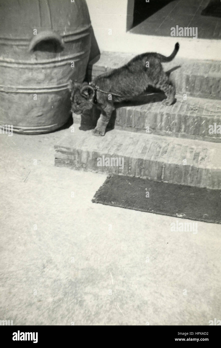 A lion puppy Stock Photo - Alamy