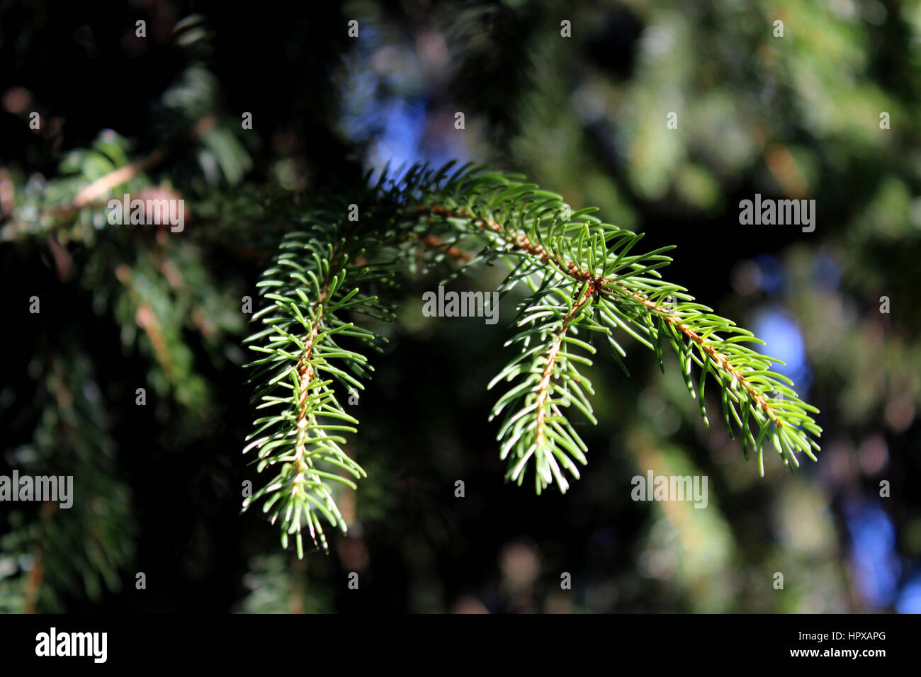 Pine tree leaves hi-res stock photography and images - Alamy