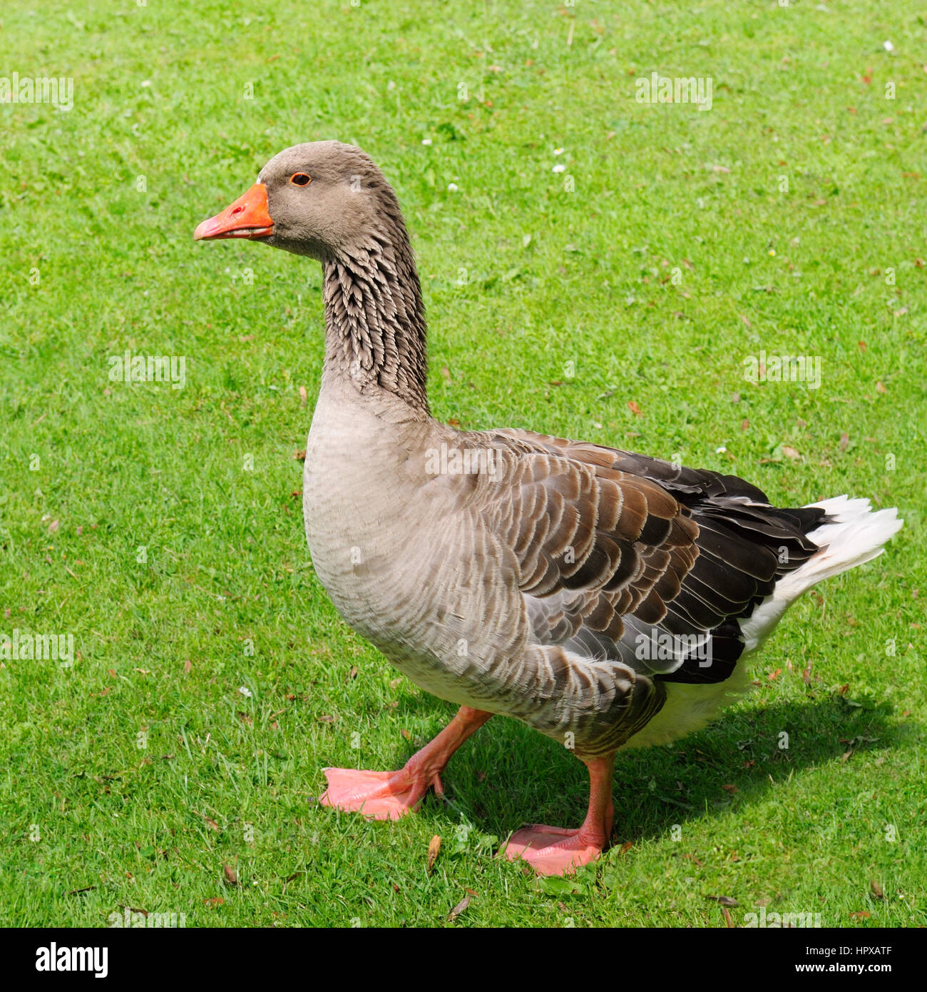gray goose on green field Stock Photo - Alamy