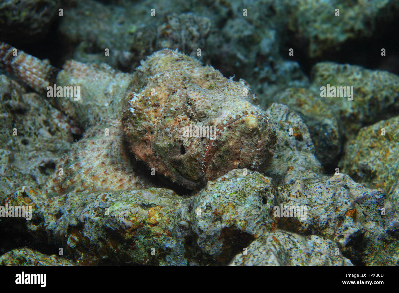 False scorpionfish scorpaenopsis diabolus hi-res stock photography and ...