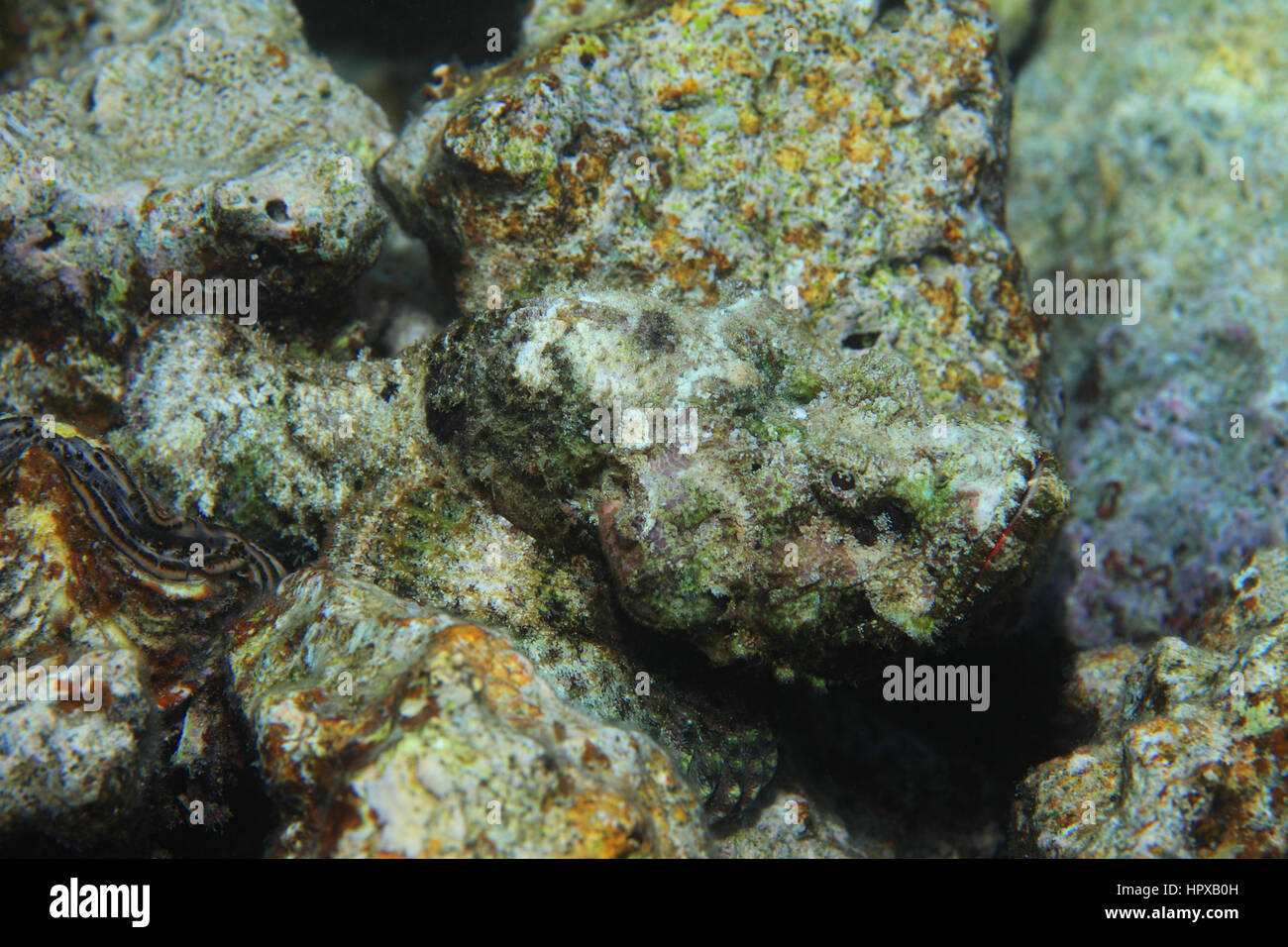 False stonefish hi-res stock photography and images - Alamy