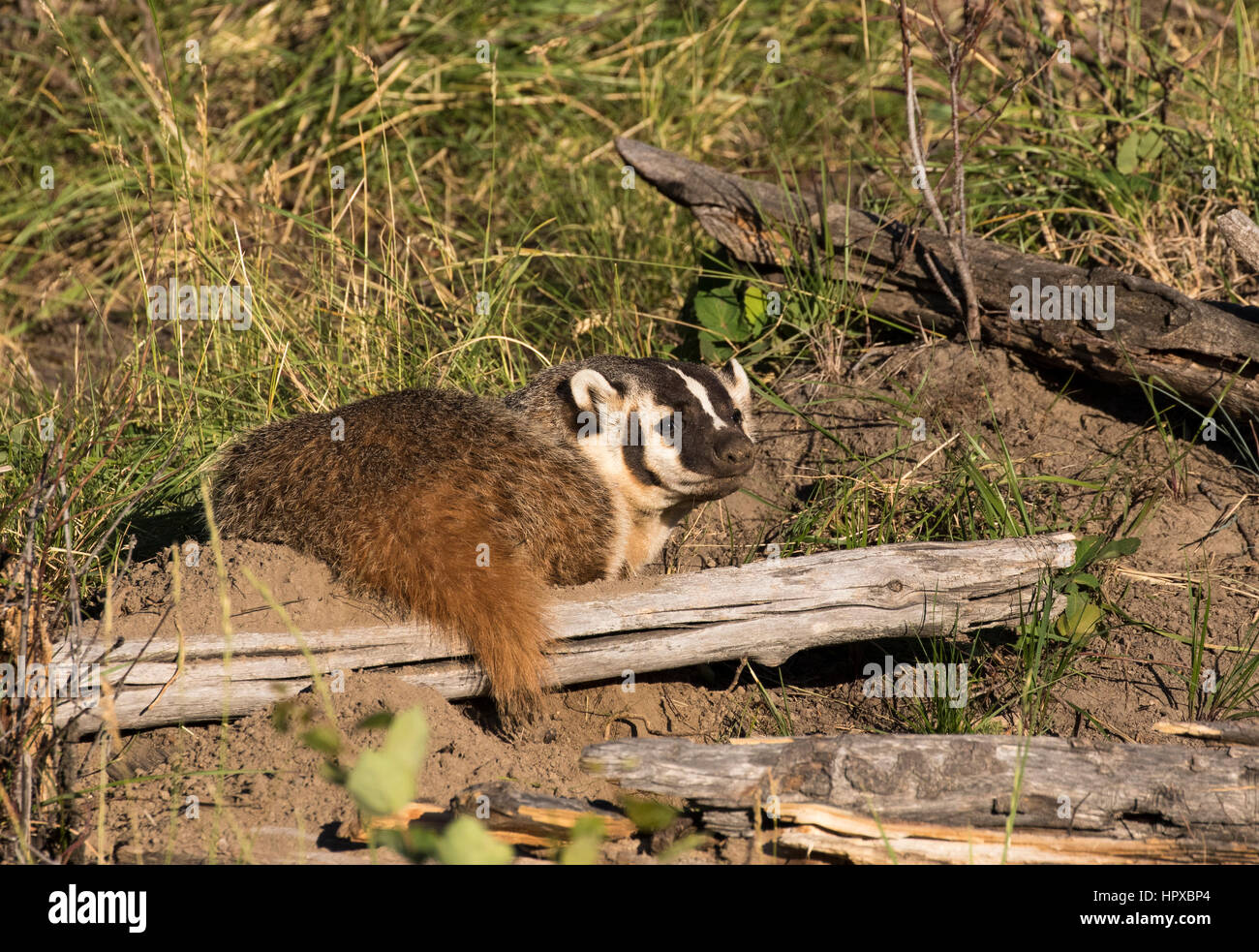American badger digging hi-res stock photography and images - Alamy