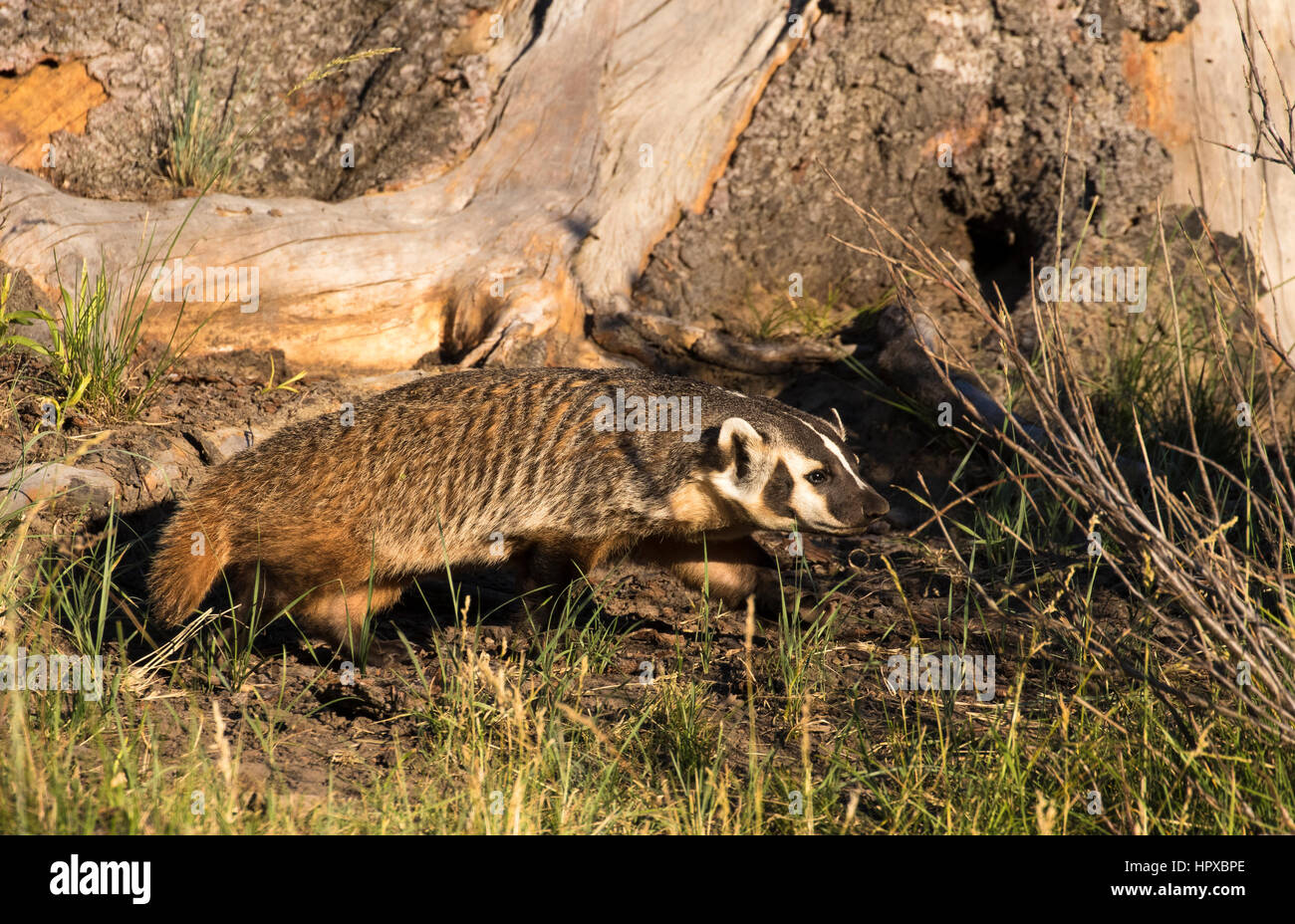 American badger hole hi-res stock photography and images - Alamy