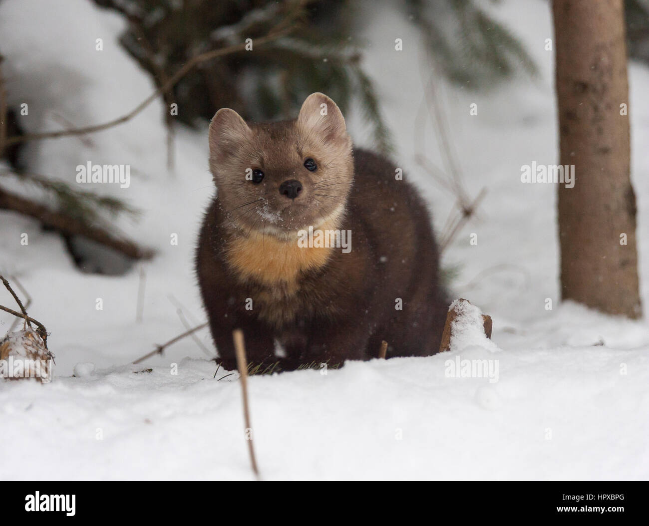 American pine marten in tree hi-res stock photography and images - Alamy