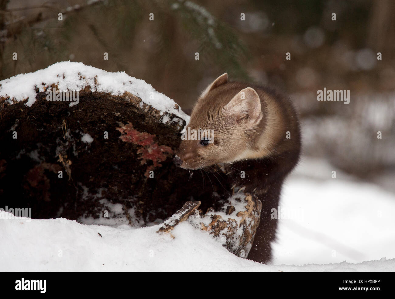 White pine hollow hi-res stock photography and images - Alamy