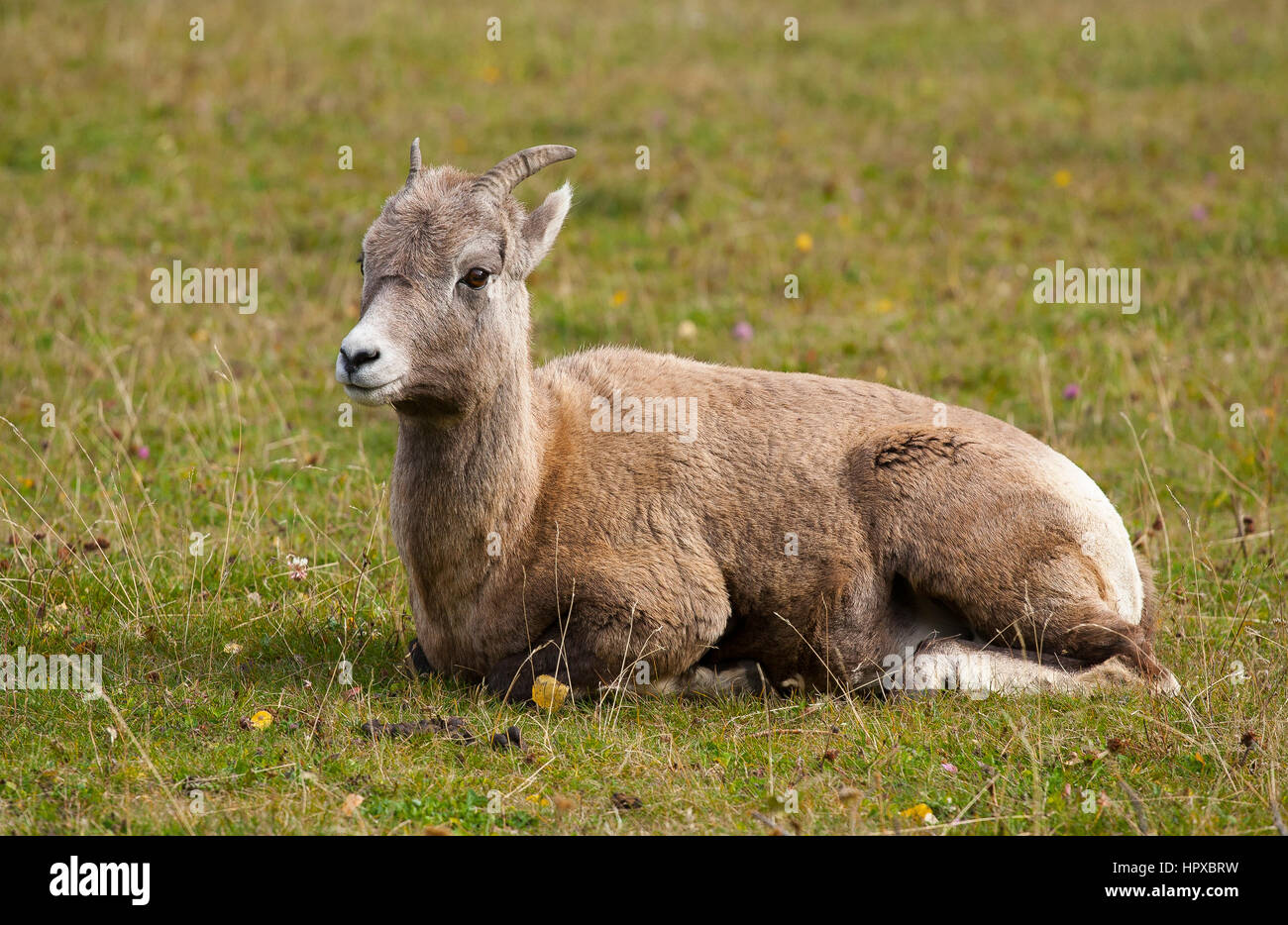 Ruminating sheep hi-res stock photography and images - Alamy