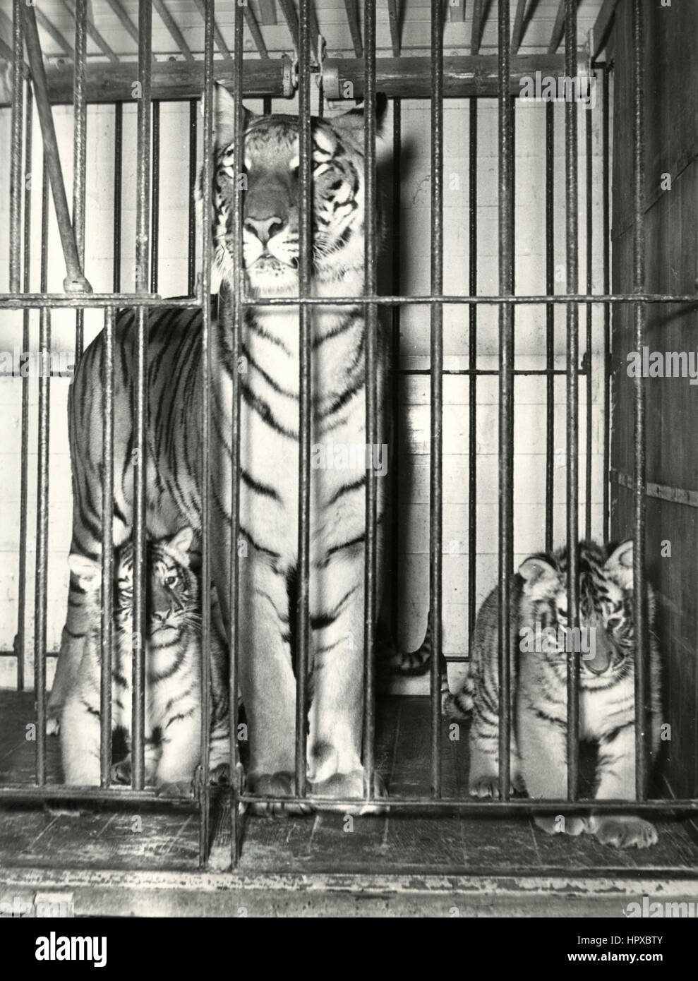 Tiger mom hi-res stock photography and images - Alamy