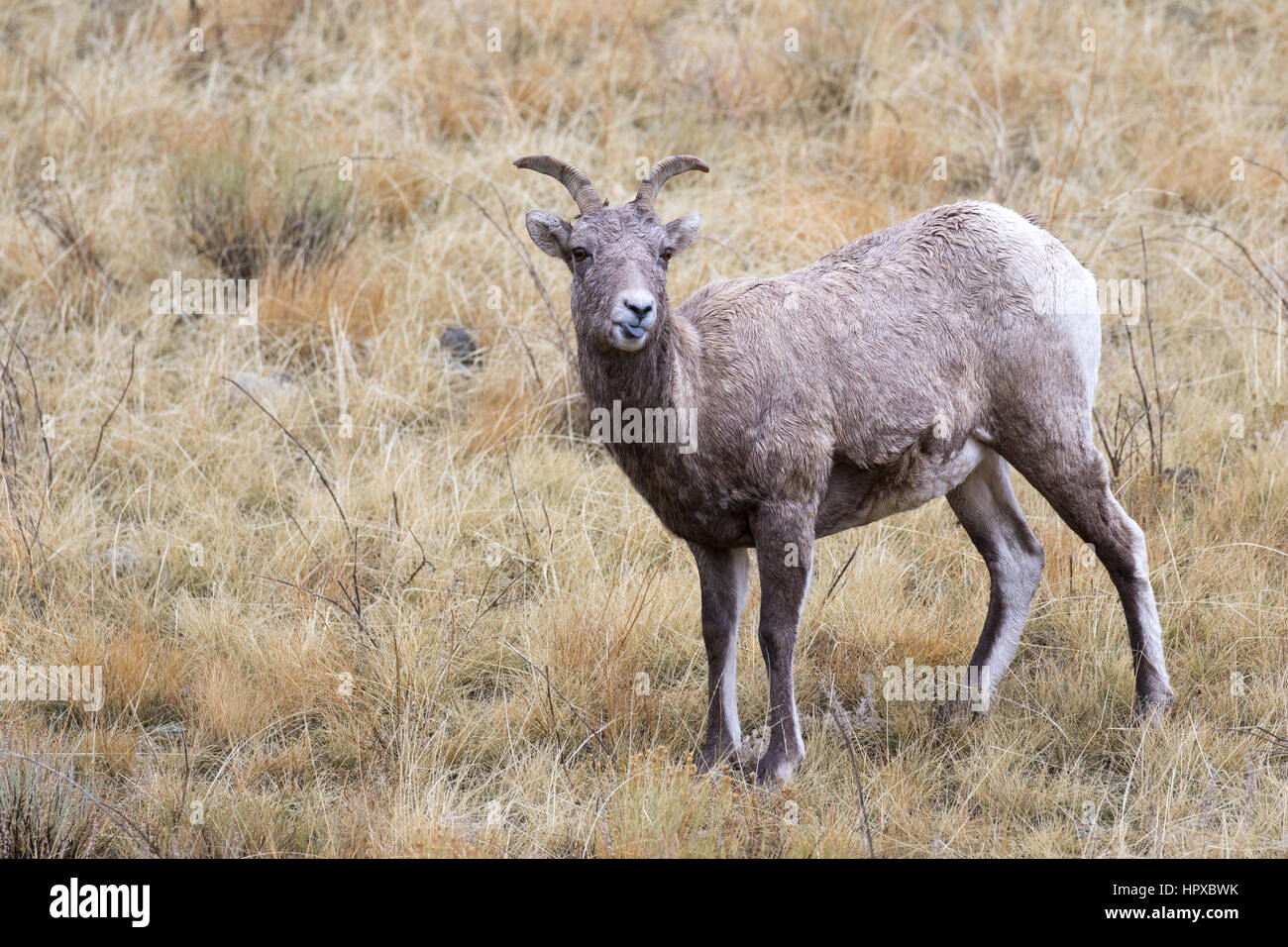 Expressing your attitude, stick your tongue out, bighorn sheep Stock ...
