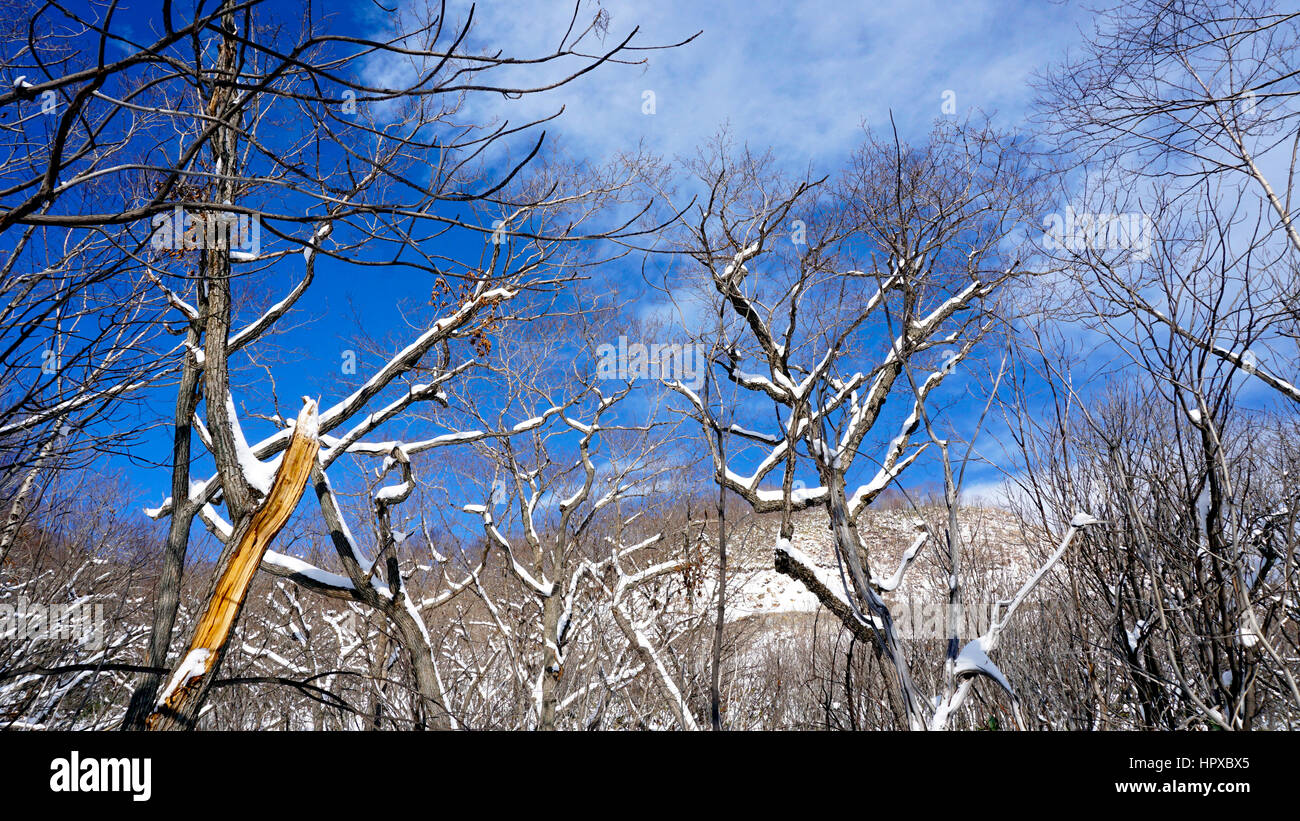 Snow and forest Noboribetsu onsen snow winter national park in ...