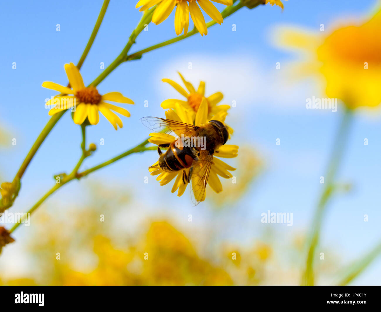 Bee brachycera hi-res stock photography and images - Alamy