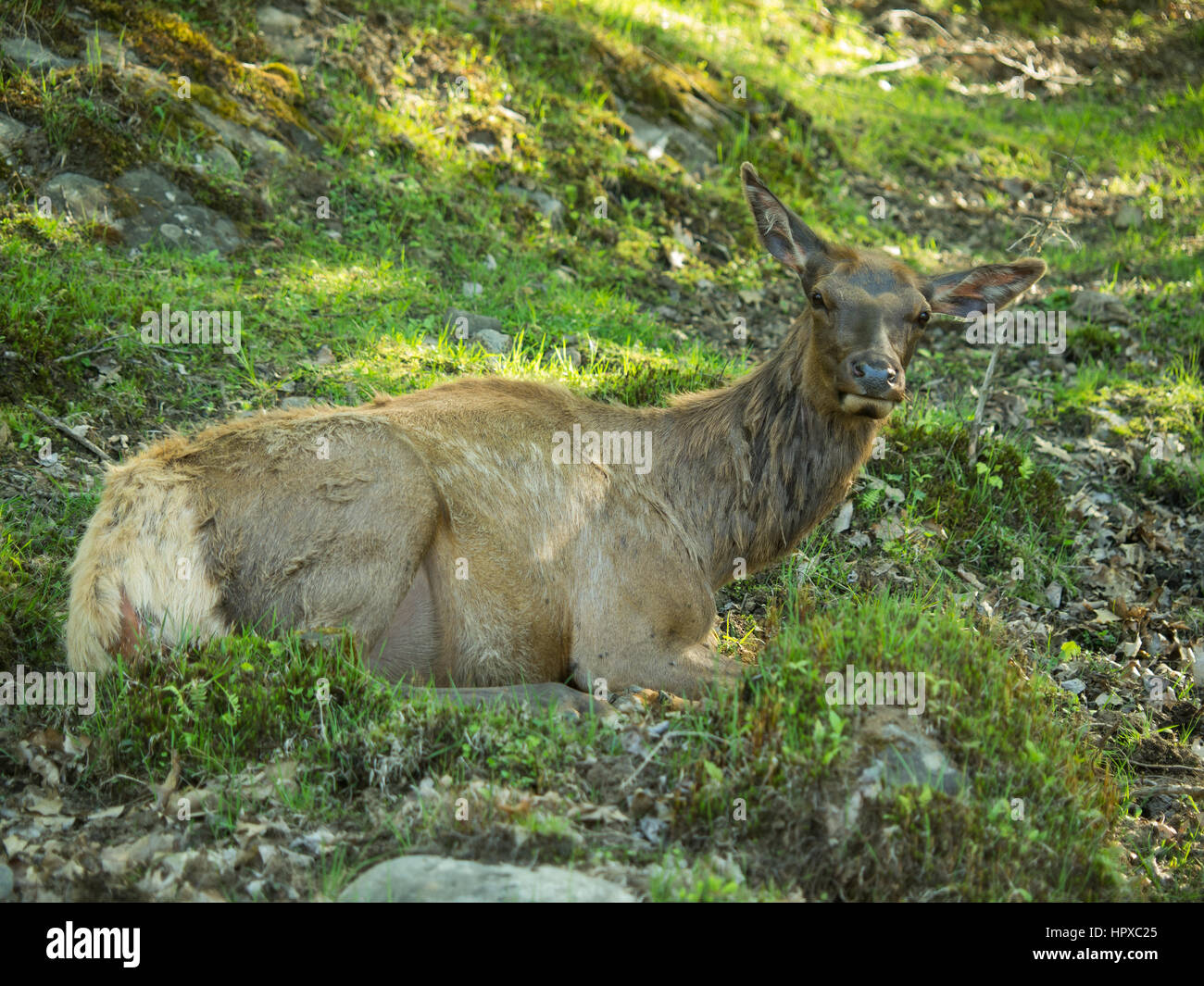 Very old red deer female laying in the woods in natural environment ...