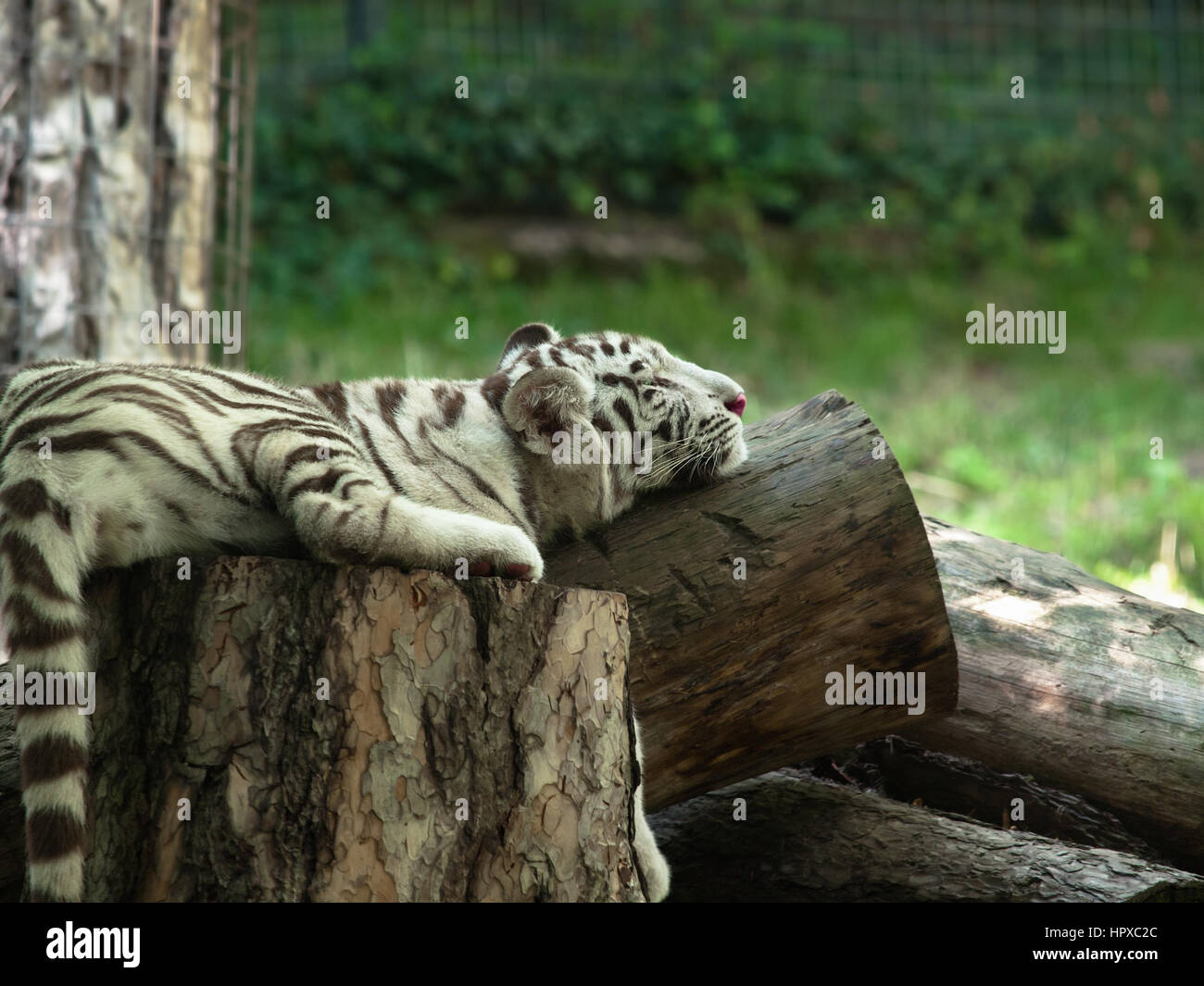 Tiger resting on tree trunk hi-res stock photography and images - Alamy