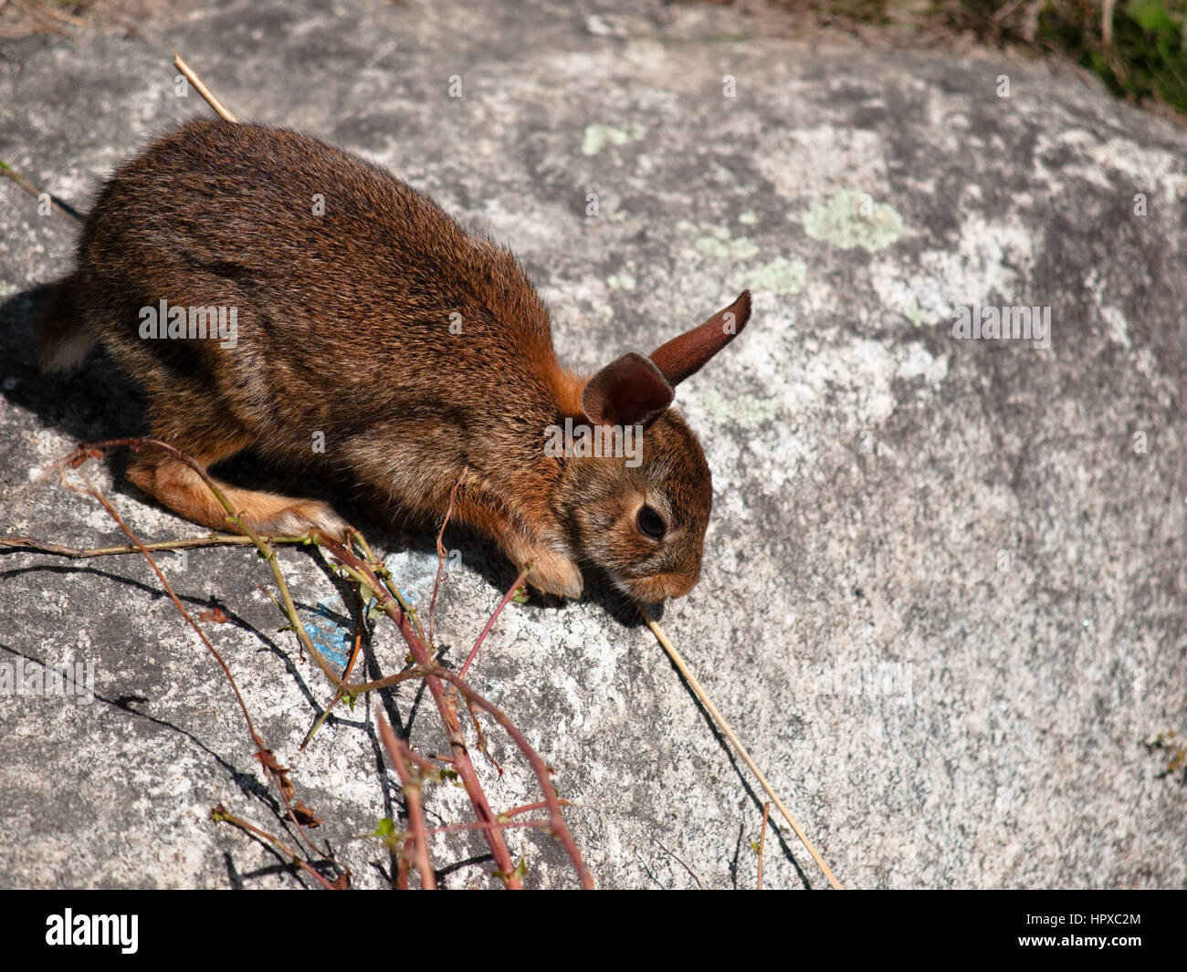 Wild rabbit on a rock in the forest Stock Photo - Alamy