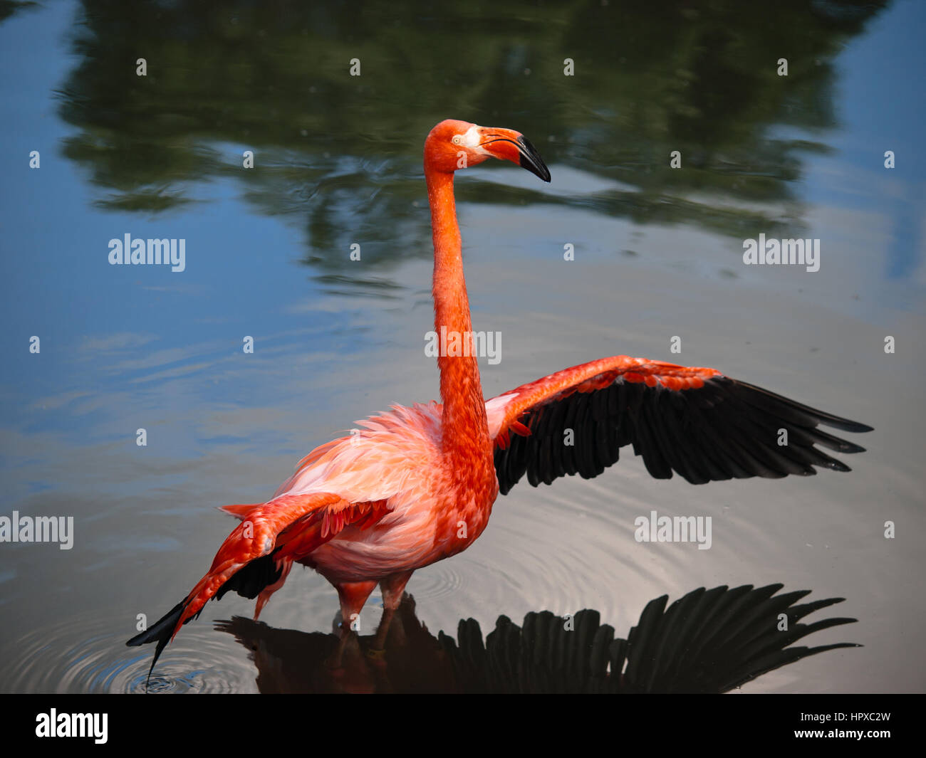 Pink flamingo streching his wings side view Stock Photo - Alamy
