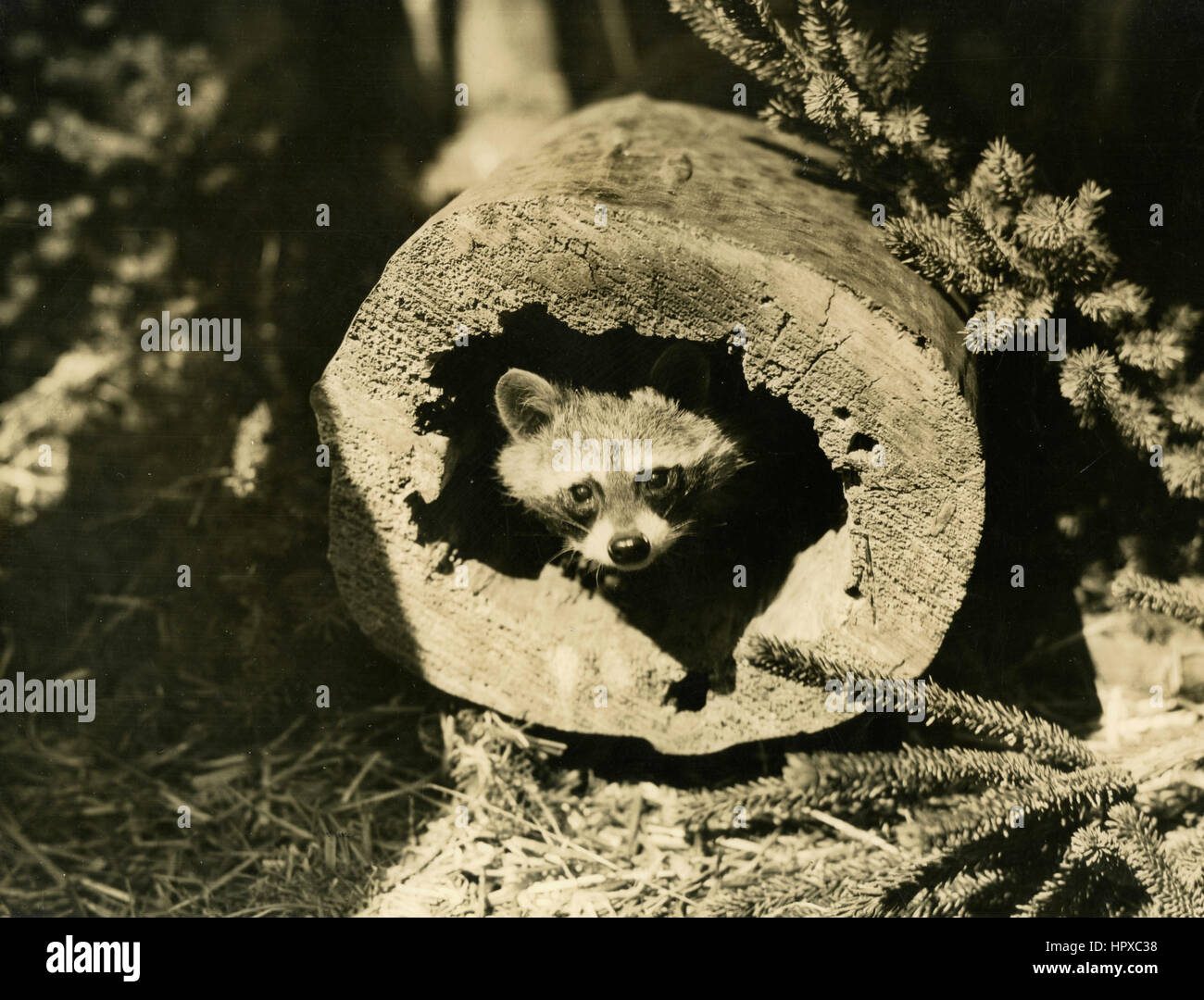 Canada head 1920s 1920 hi-res stock photography and images - Alamy