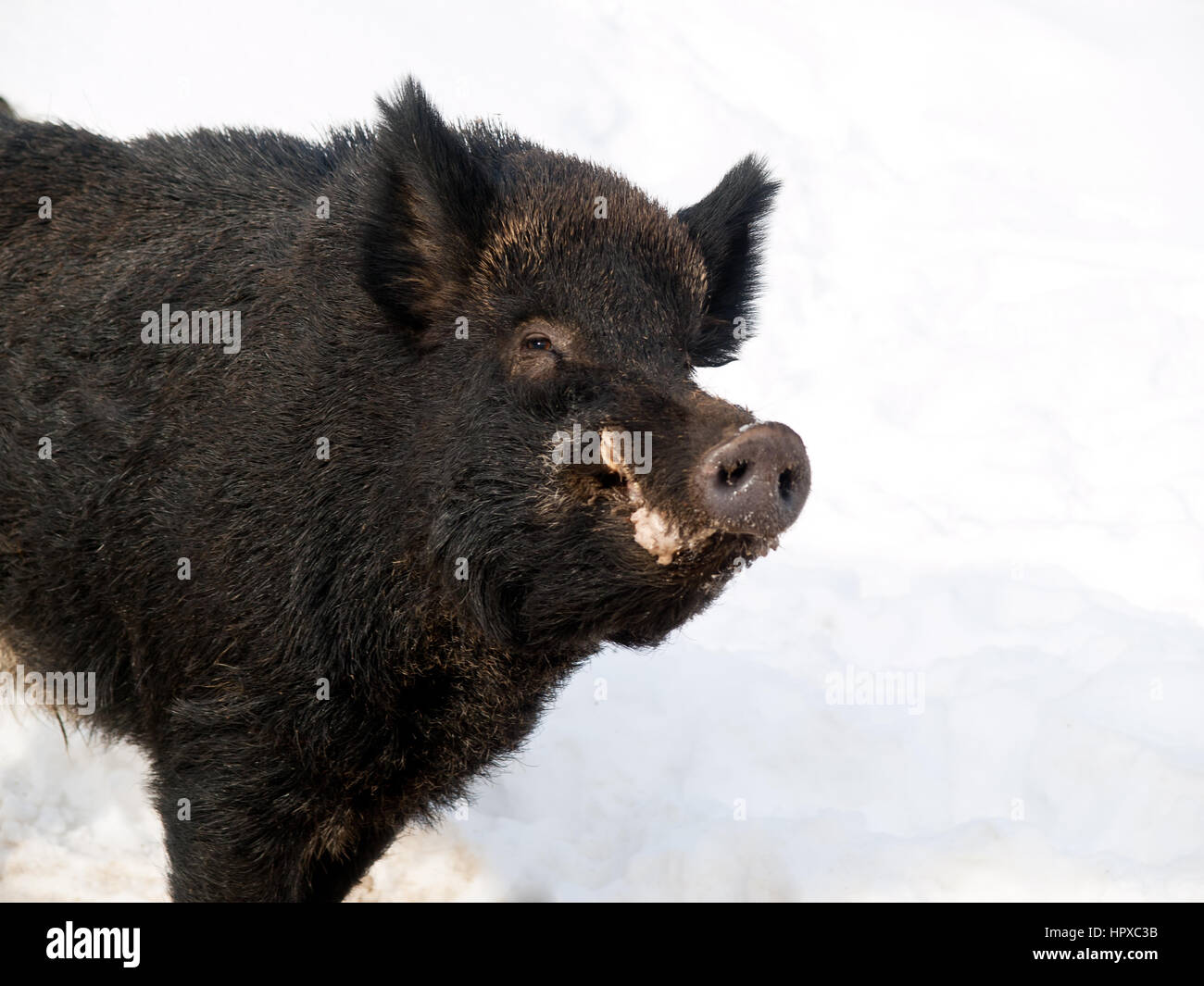Pig smilling hi-res stock photography and images - Alamy