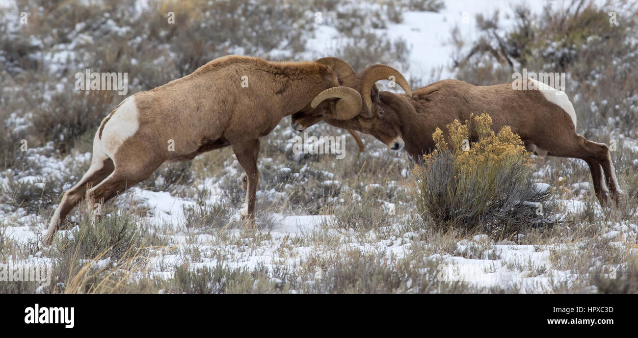 Bighorn Sheep Head Butting