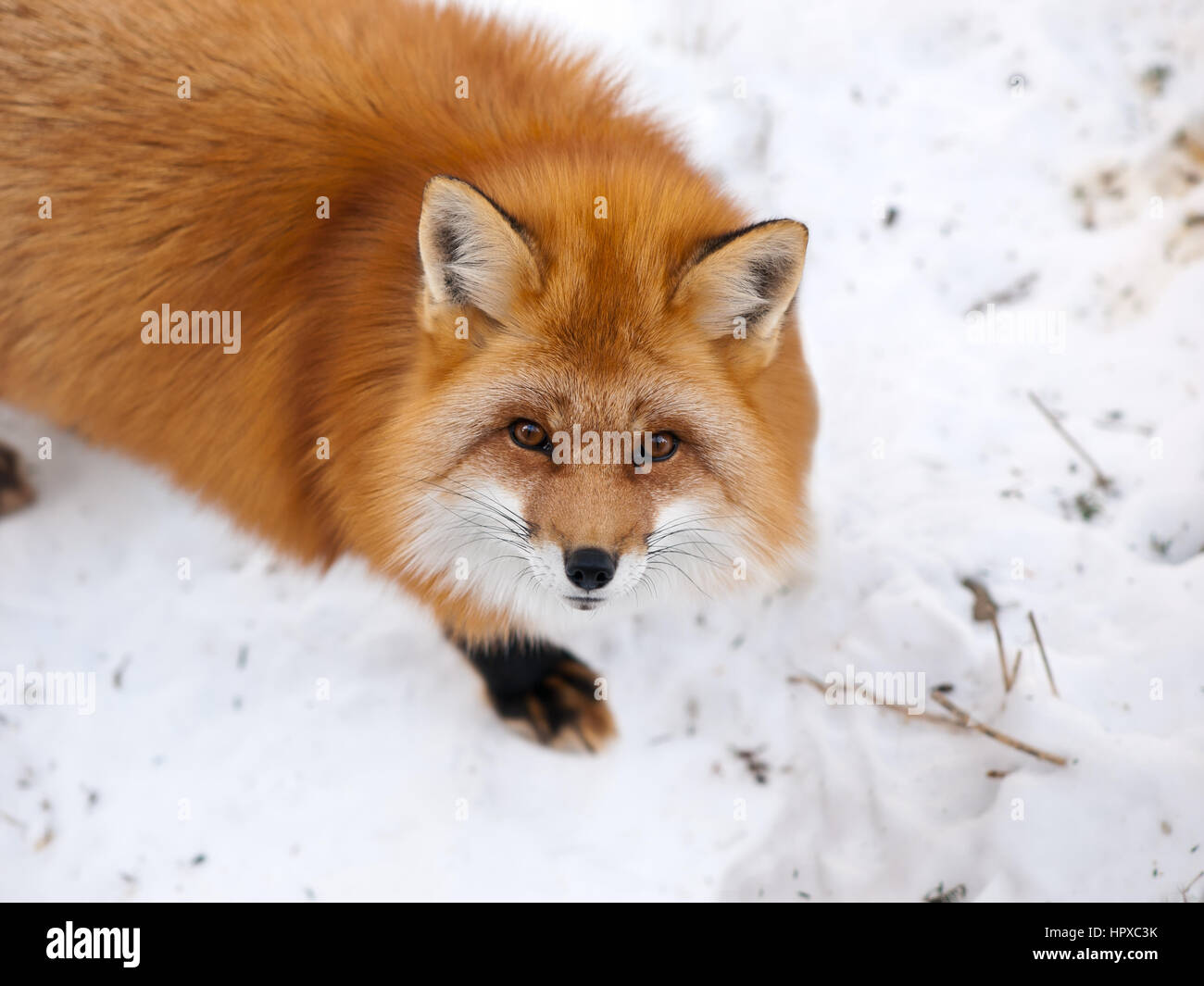 Red fox in snow hi-res stock photography and images - Alamy