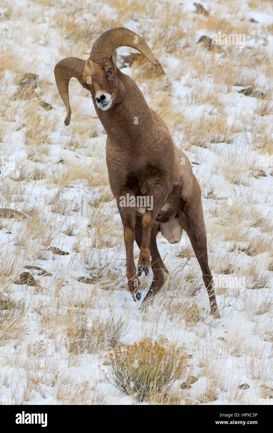 Bighorn sheep ram in strke mode for head butting during rut in the ...