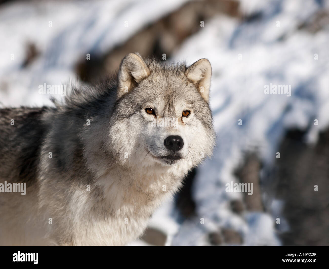 Alpha male arctic wolf watching in snow Stock Photo - Alamy