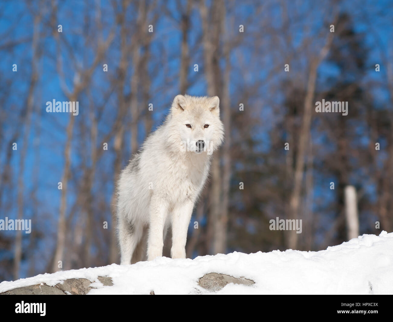 Young Arctic wolf in natural environment during winter Stock Photo - Alamy