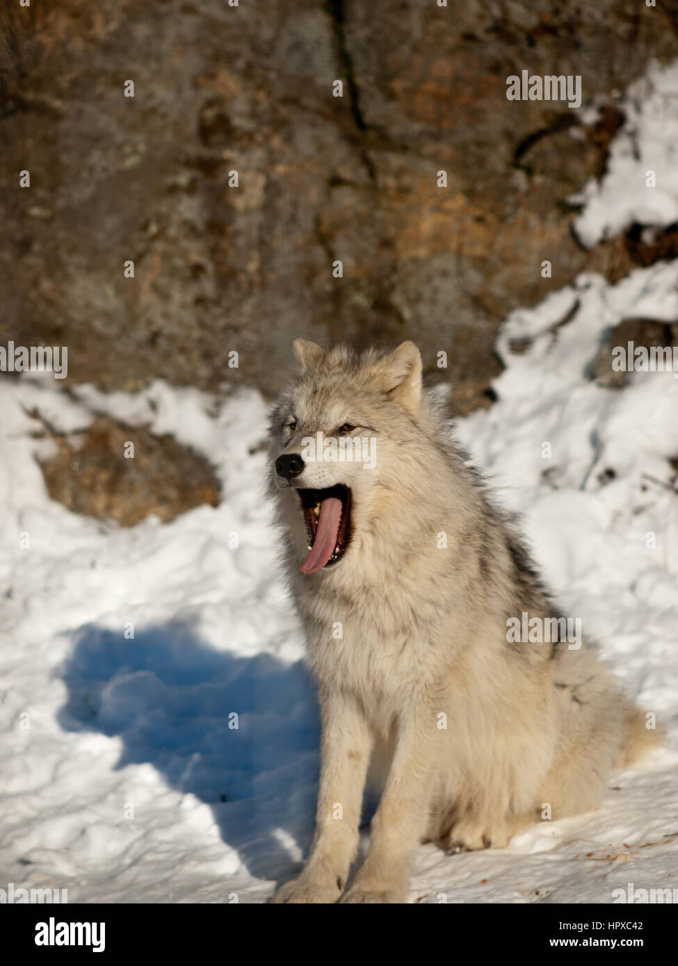 Arctic wolf pup hi-res stock photography and images - Alamy